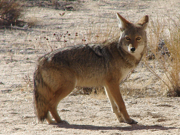 Canis latrans clepticus